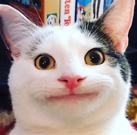 What Breed Of Cat Is Beluga Internet Cats Presented Pangovet
