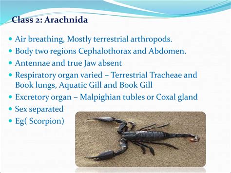 Zoology Study Invertebrates Ppt