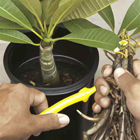 How To Plant Plumeria Cuttings Plantopiahub Your Ultimate