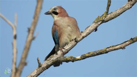 Uccelli Con Ali Azzurre E Nere Bellezza E Diversità Nel Cielo