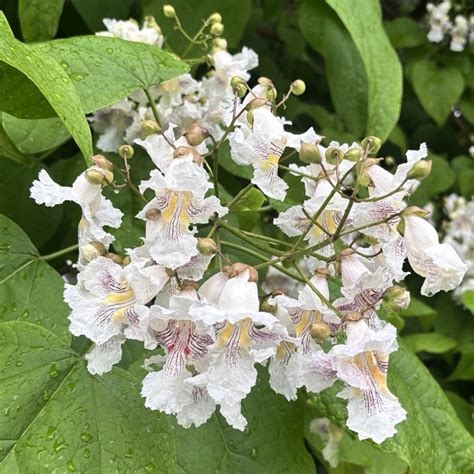 Catalpa Tree Porcupine Hollow Farm