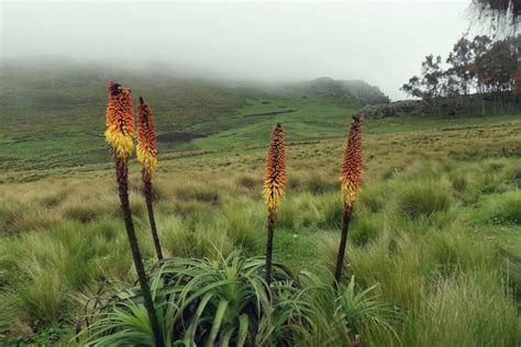 Our Favourite Trees Rhizophora Species Weforest
