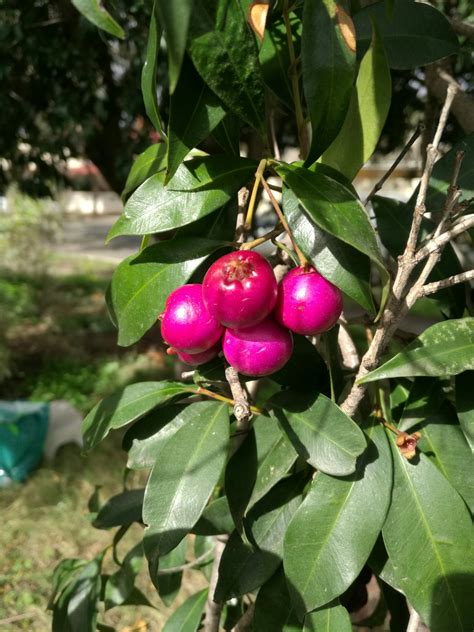 Lilly Pilly Syzygium Smithii Ligaya Garden