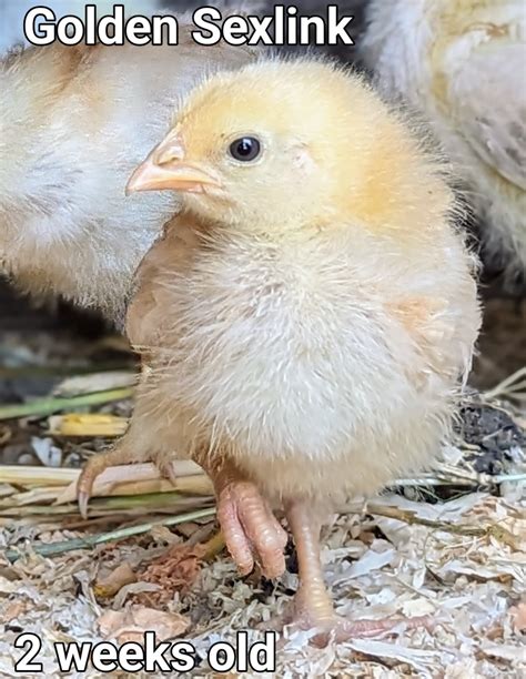 Goldensexlink2  Backyard Chickens Learn How To Raise Chickens