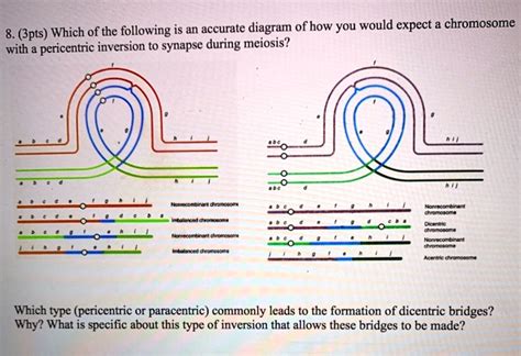 Paracentric Inversion