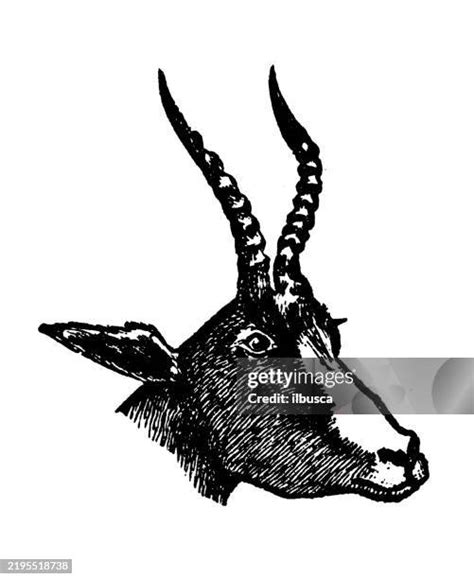 Blesbok High Res Vector Graphic Getty Images