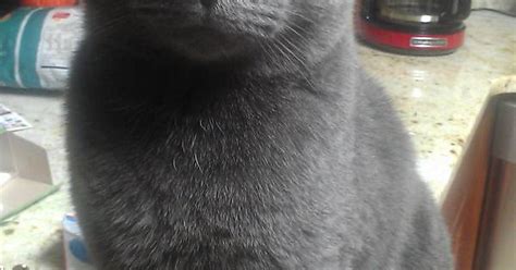 Imgur Meet Darwin Imgur