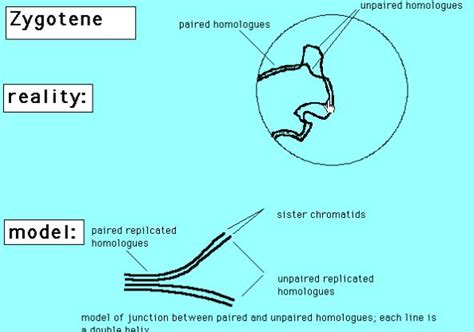 Zygotene Genetic Engineering Info