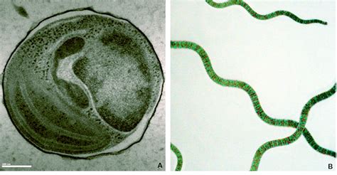3 Classification Et Diversité Des Algues La Biologie Végétale Marine à Intechmer