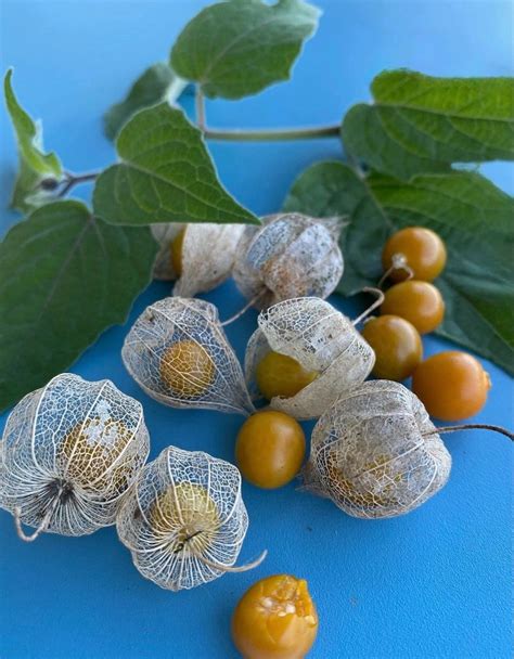 Poha Berry Physalis Peruviana