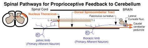 Spinocerebellar Subconscious Pathways