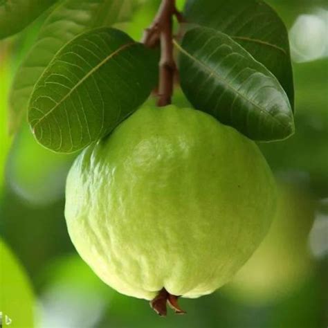 Buy Thai 5 Guava Plant Online India