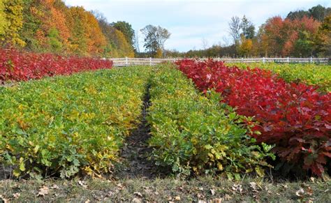 Forest Tree Seedlings Grow In A Nursery Stock Image Image Of Natural