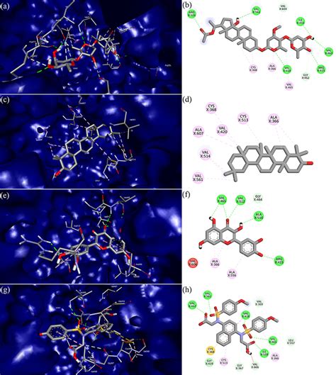 Depicted The Interaction Between The Compound Hemidescine Keap1 Protein
