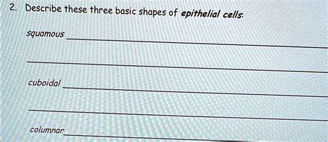 1 Describe These Three Basic Shapes Of Epithelial Cells Squamous Cuboid Columnar 2