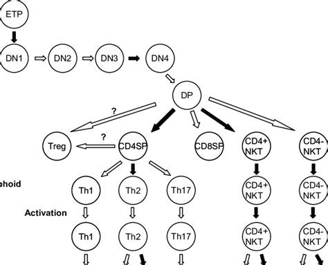 Schematic Diagram Of The Development Of T Cell Lineage Etp Stands For