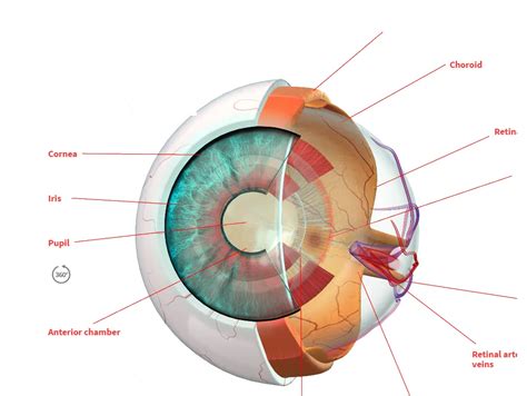 Iris Eye Anatomy