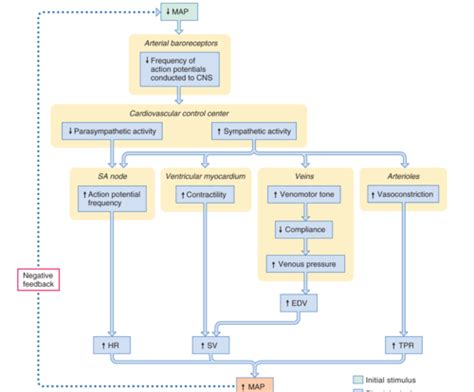 Physiology Exam 3 Flashcards Quizlet