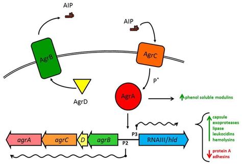 The Structure And Function Of The Agr Operon In S Aureus [16] Download Scientific Diagram