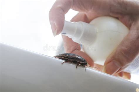 Pest Control Spraying Pesticide On A Big Cockroach On The White Bathroom Stock Image Image Of