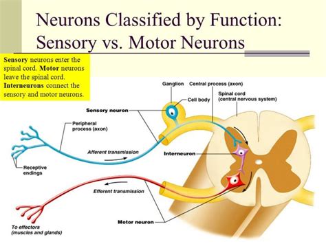 Upper Motor Neuron Function