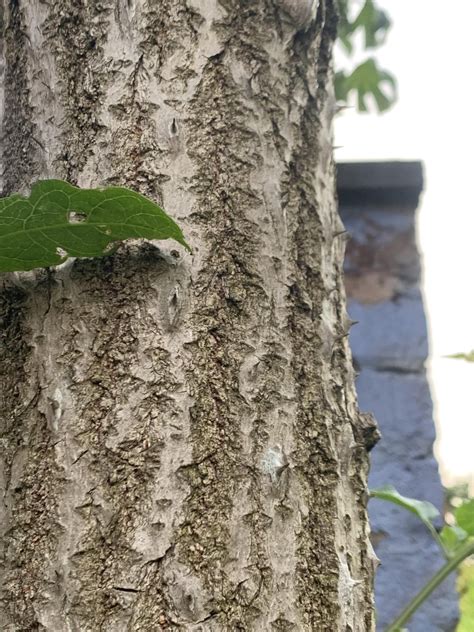 Spiked Tree Rplantidentification