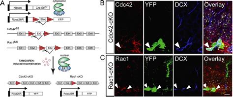 Stage Specific Functions Of The Small Rho Gtpases Cdc42 And Rac1 For