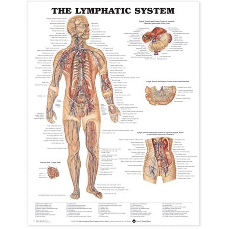 The Lymphatic System Chart 52x70cm With Special Rigid Lamination And