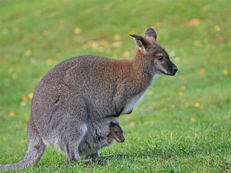 Play Vital Role In Stemming Rising Wallaby Population In Bay Of Plenty