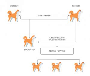 What Do The Terms Inbreeding And Linebreeding Mean World Dog Federation