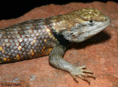 Desert Spiny Lizard Sceloporus Magister