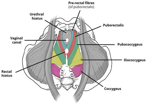 Superior Rectus Muscle Anatomy Origin Insertion Function