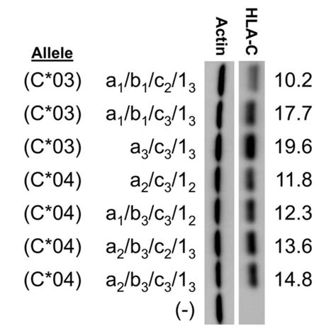 western blotting of constructs for hla c 03 and hla c 04 indicate