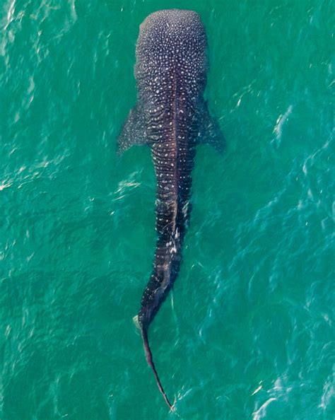 Whale Shark Stuart Beach A Rare Sight Migrating So Close To Shoreline