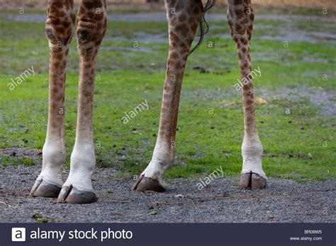 Giraffe Feet Color