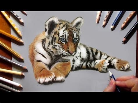 Tiger Cub Drawing At Explore Collection Of Tiger