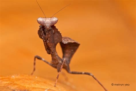 Dead Leaf Mantis Nymph By Melvynyeo On Deviantart