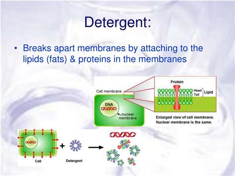 Ppt Dna Extraction Powerpoint Presentation Free Download Id 3580872