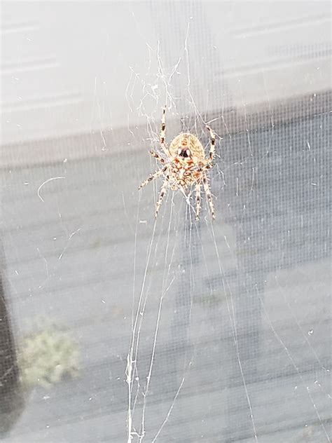 Female Neoscona Spotted Orb Weavers In Davenport Iowa United States
