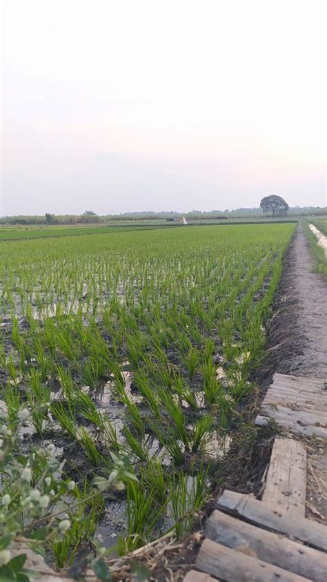 East Java 25 8 2025new Rice Fields Planted With Very Good Rice Stock