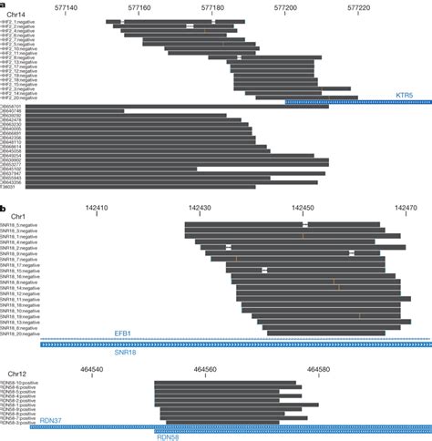 S Cerevisiae Polya Rna Drs Suggests Overlapping Transcription Units Download Scientific