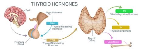 Your Thyroid Foods That Help Foods That Harm