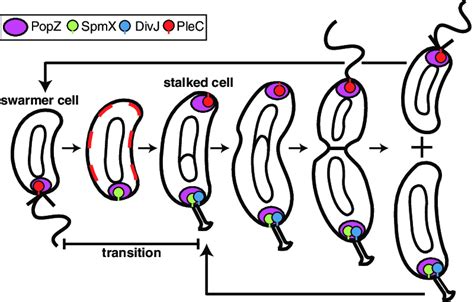 Polar Complex Transitions During Caulobacter Cell Cycle One Pole Of Download Scientific