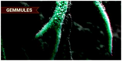 Gemmule Definition Role In Sponge Reproduction And Production Process