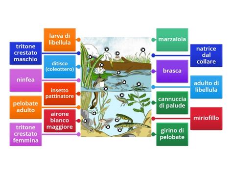 Toad Labelled Diagram