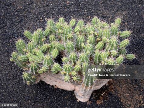 Euphorbia Tree Photos And Premium High Res Pictures Getty Images