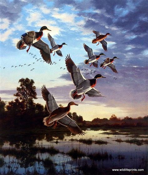 David Maass Evening Flight Mallards