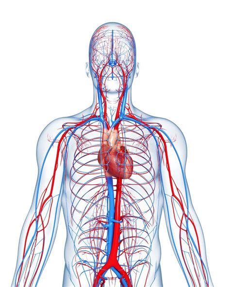 Circulatory System 3d Animation Free