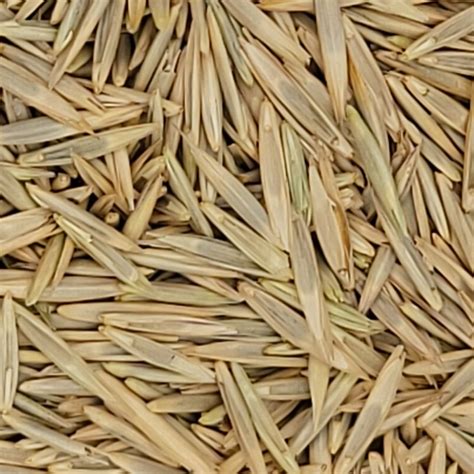 Slender Wheatgrass Chesak Seed House