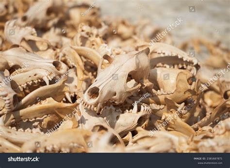 Spooky Animal Skull Moving Jaws Teeth Stock Illustration 2381687871